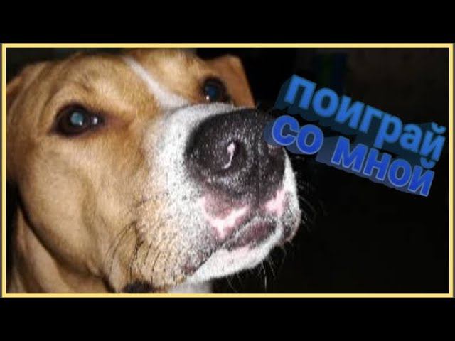 Собака играка