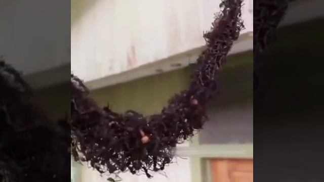 VID_20221219_225752_946.mp4