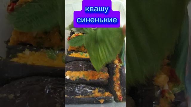 Квашу синенькие.mp4