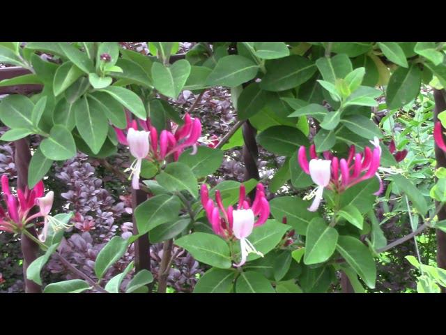 Цветущая лиана жимолость в вашем саду.