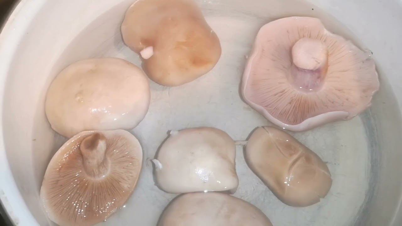 Сейчас буду готовить себе кушать