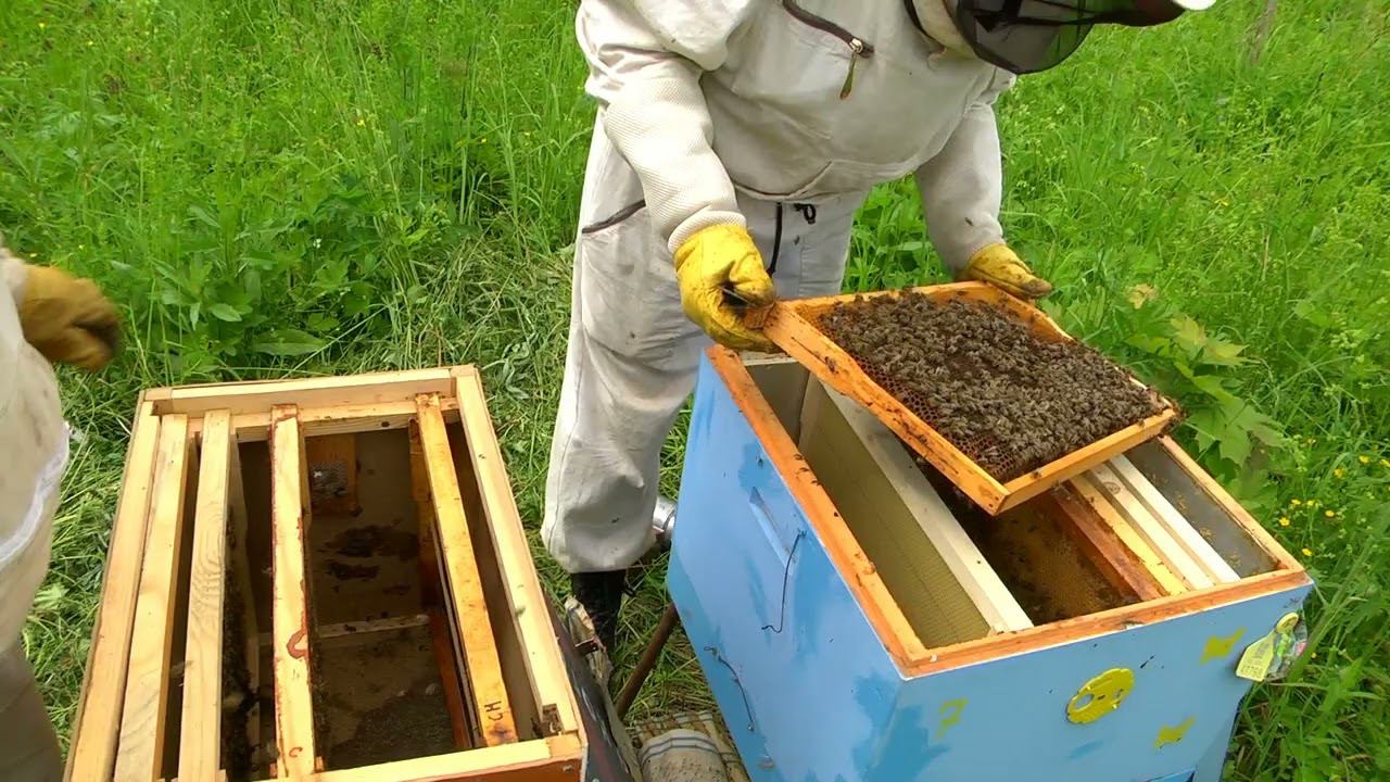 Пересадка роя из ловушки № 10 в улей №7.