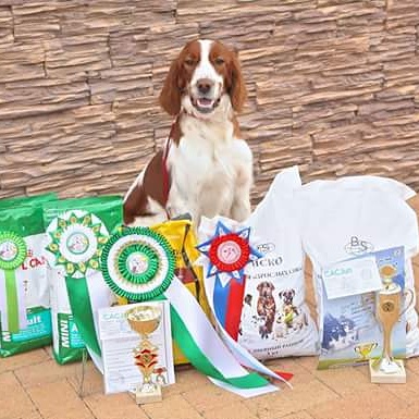 Ирландский красно-белый сеттер Пелагея, 2023г Апрель, первый выход в поле после зимы.