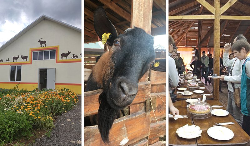 Агротур на ферму «Альпийские козы»