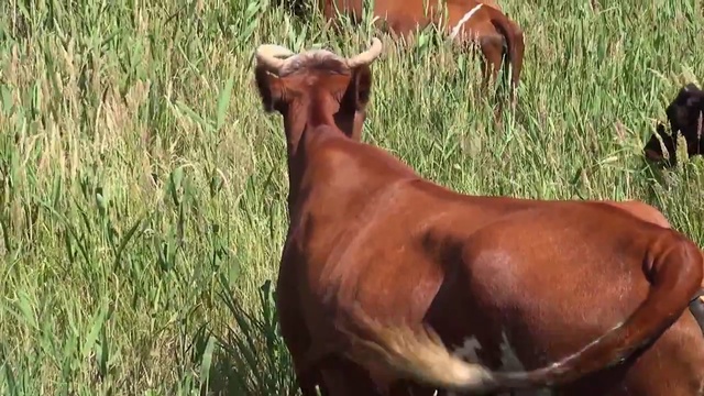 Коровы пасутся на лугу