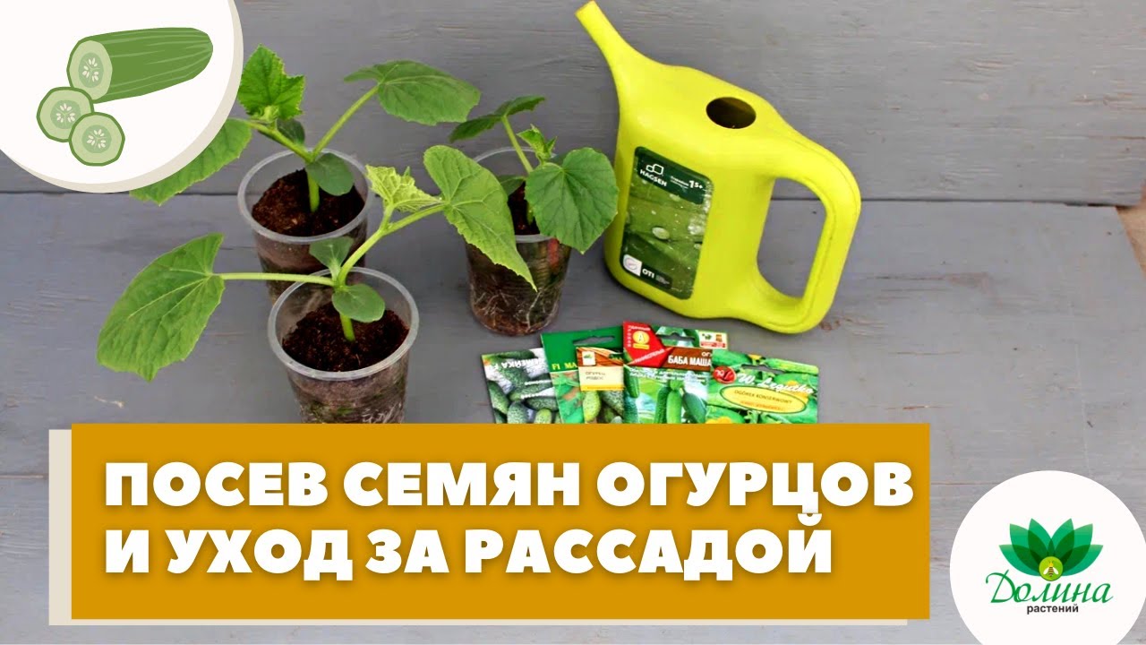 Как получить ранний урожай огурцов: ПОДГОТОВКА и ПОСЕВ семян огурцов?