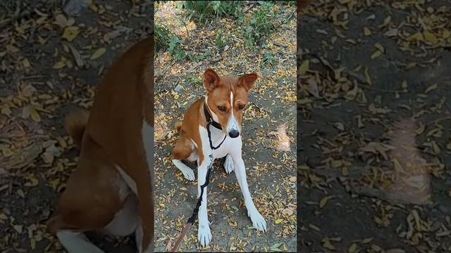 Пятки вместе, носки врозь - и ловить комариков!