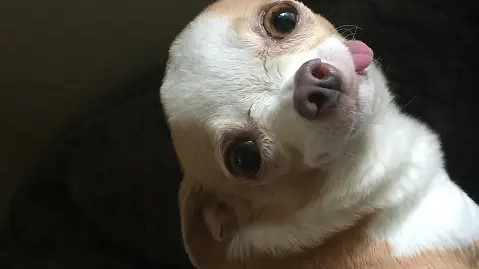 Смешные Видео с Животными | Оригинальный звук | Кошки, Собаки и Медведи. Часть 7