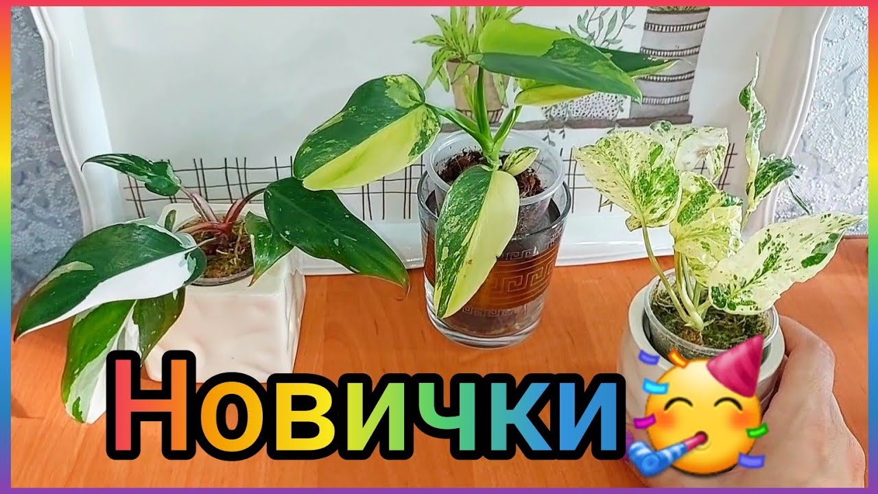 Крутецкие вариегатные новинки? #растения с #Авито ? #цветы #филодендрон #эпипремнум ?Амидриум?