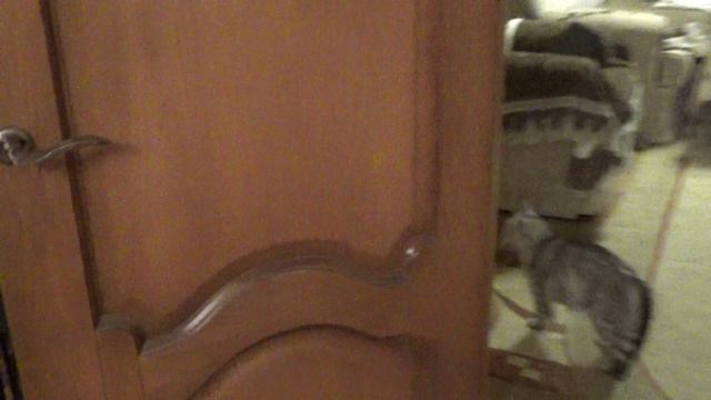 показать дракончика?