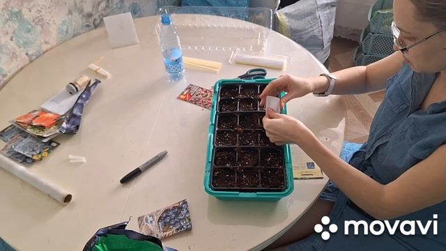 сажаю голубику и клюкву