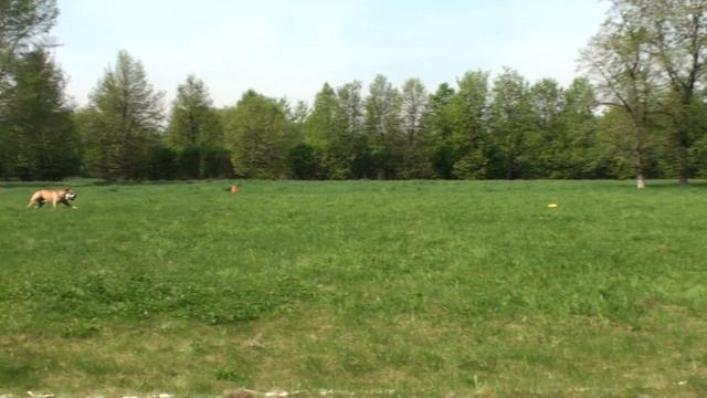 USDDN World Finals Qualifier. Ольга и Барс..mp4