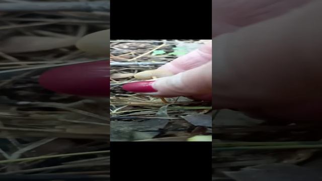 ❗СТРОБИЛЮРУС ШПАГАТОНОГИЙ - съедобный гриб ? Показываю ❗