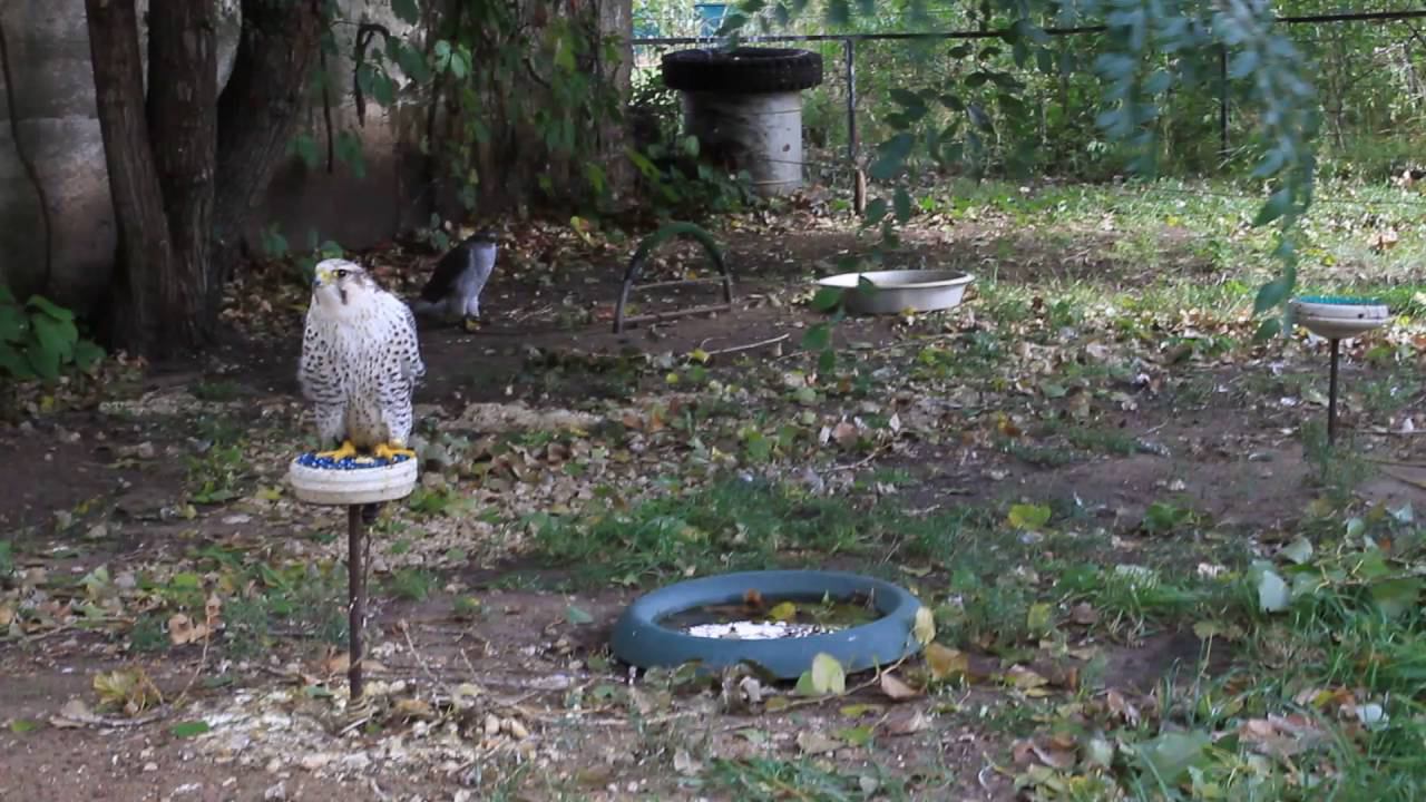 В питомнике хищных птиц заповедника «Галичья гора»