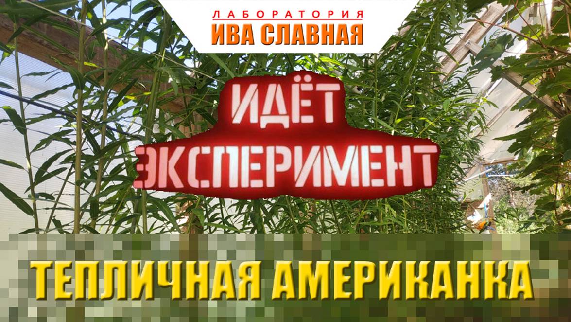 Лаборатория Ивы Славной: Тепличная Американка (04.09.2023)