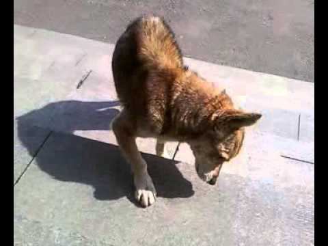 Старый друг. Честно отслужил все свои 16 лет. Больше его нет...