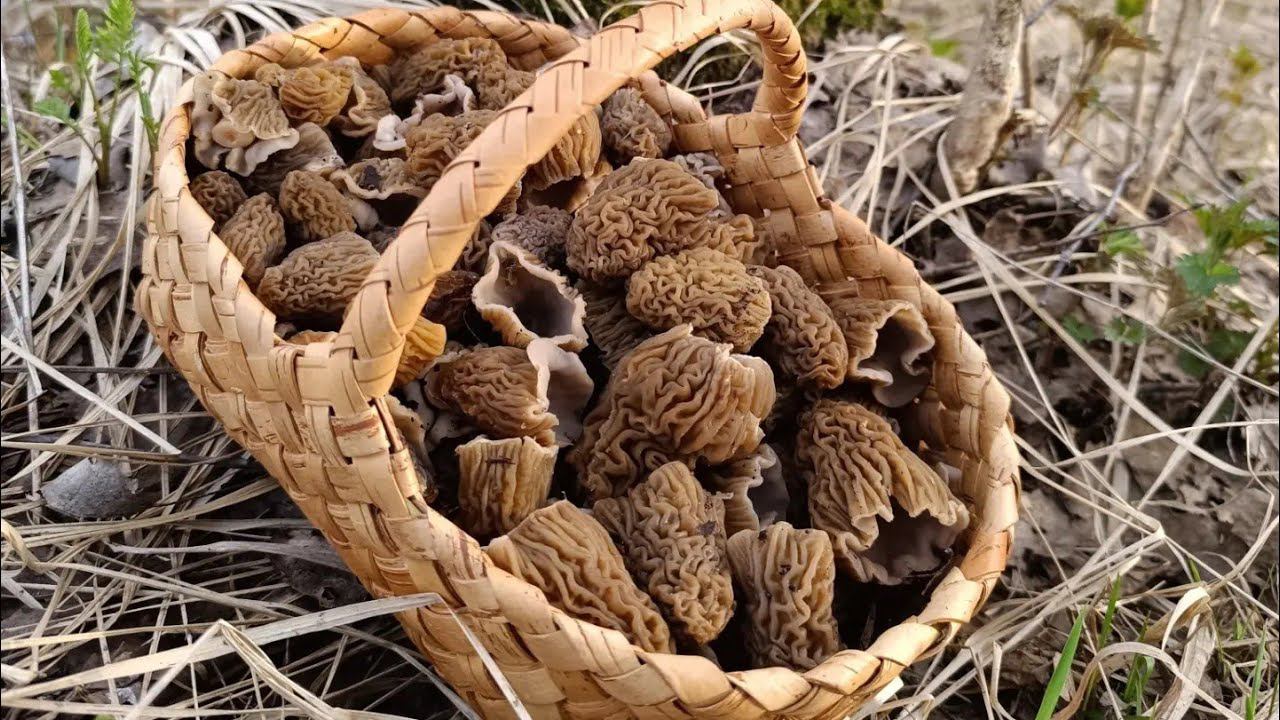 ГРИБЫ ВЕСНЫ! Первые весенние грибы 2024.Сморчковая шапочка, сморчки.