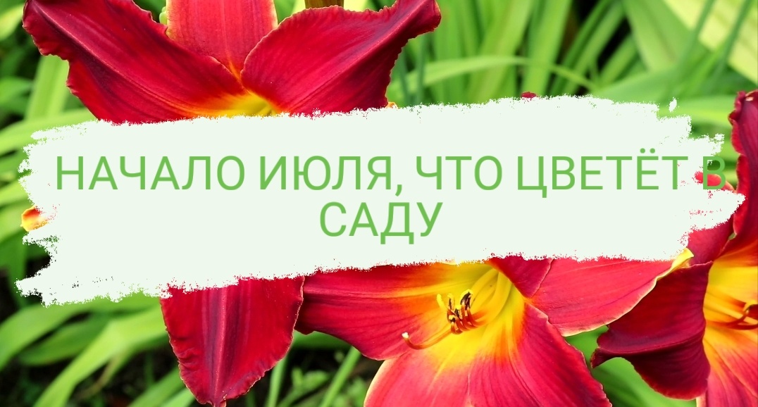 НАЧАЛО ИЮЛЯ, ЧТО ЦВЕТЁТ В САДУ. 7.07.2022 г.