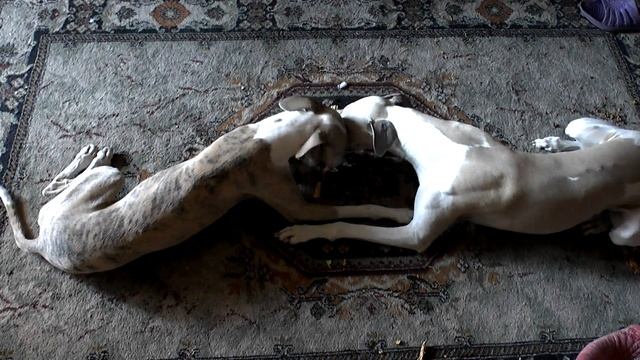 Рой и Азарт, 2013 год