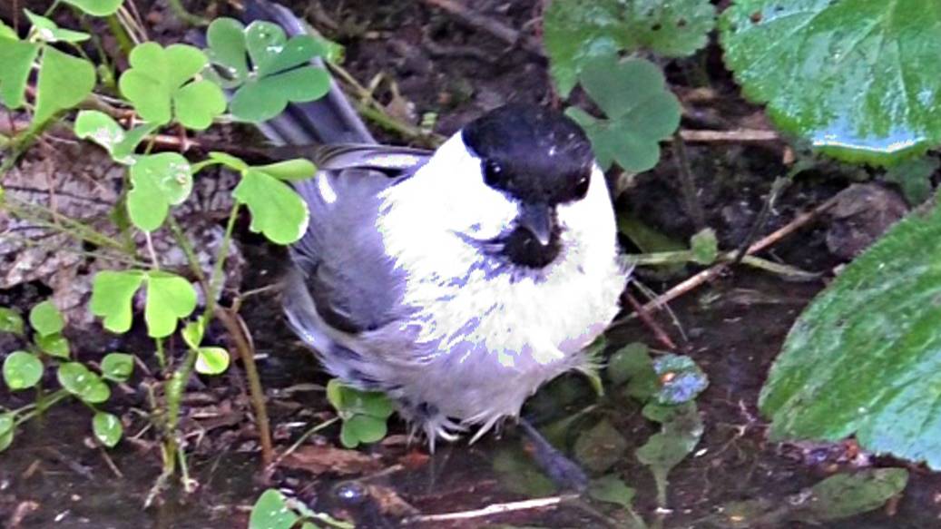 Самка зарянки и гаичка черноголовая