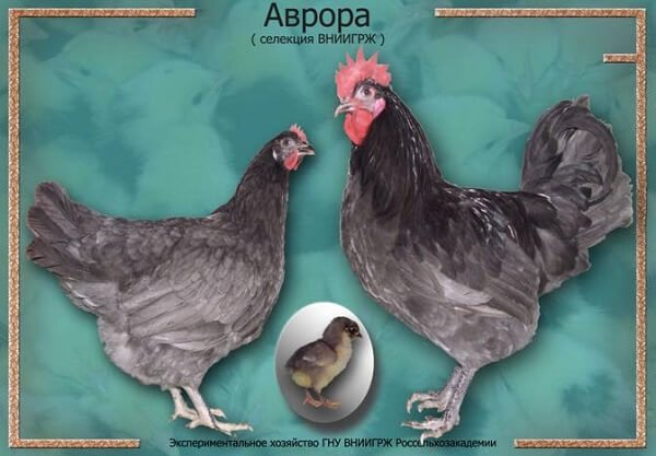 Аврора Голубая порода кур / Птицеводство
