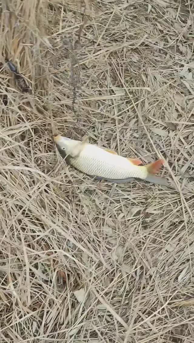 ЛОВЛЯ САЗАНА В ФЕВРАЛЕ НА ДОНКУ???