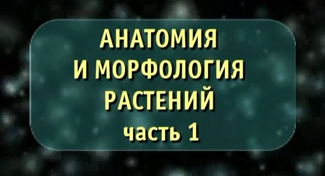Анатомия и морфология растений. Часть 1. Семя. Корень. Биология