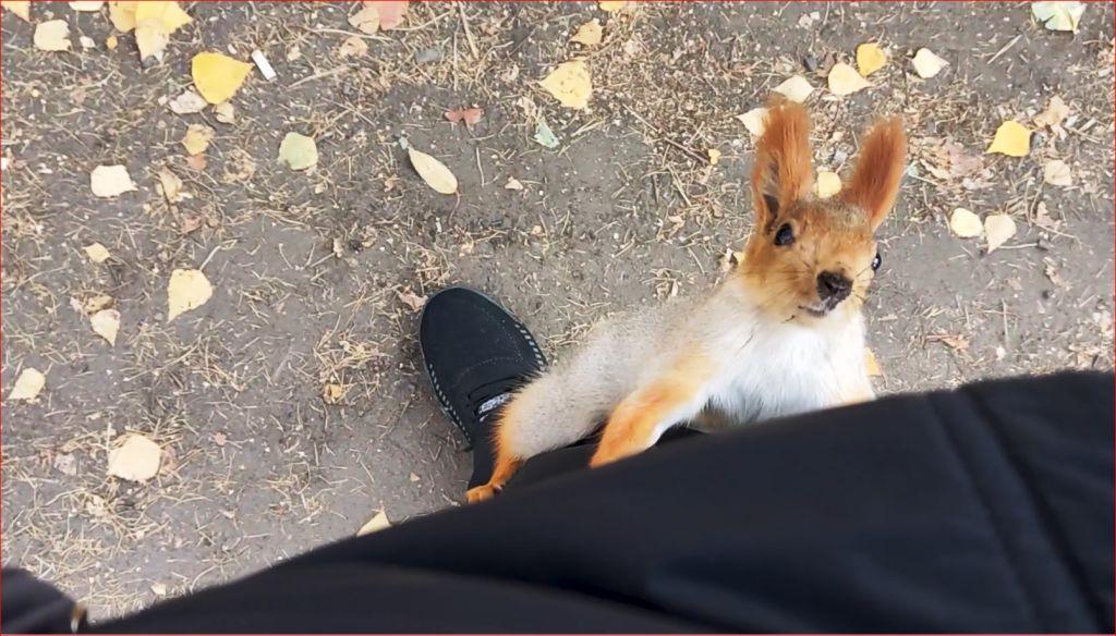 Осенняя суета. " В гостях у бельчонка".
