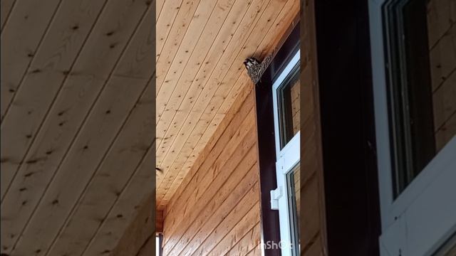 Ласточки часть 3.