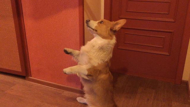 Лаврик. Сейчас будем делать зайчика. Май 2017