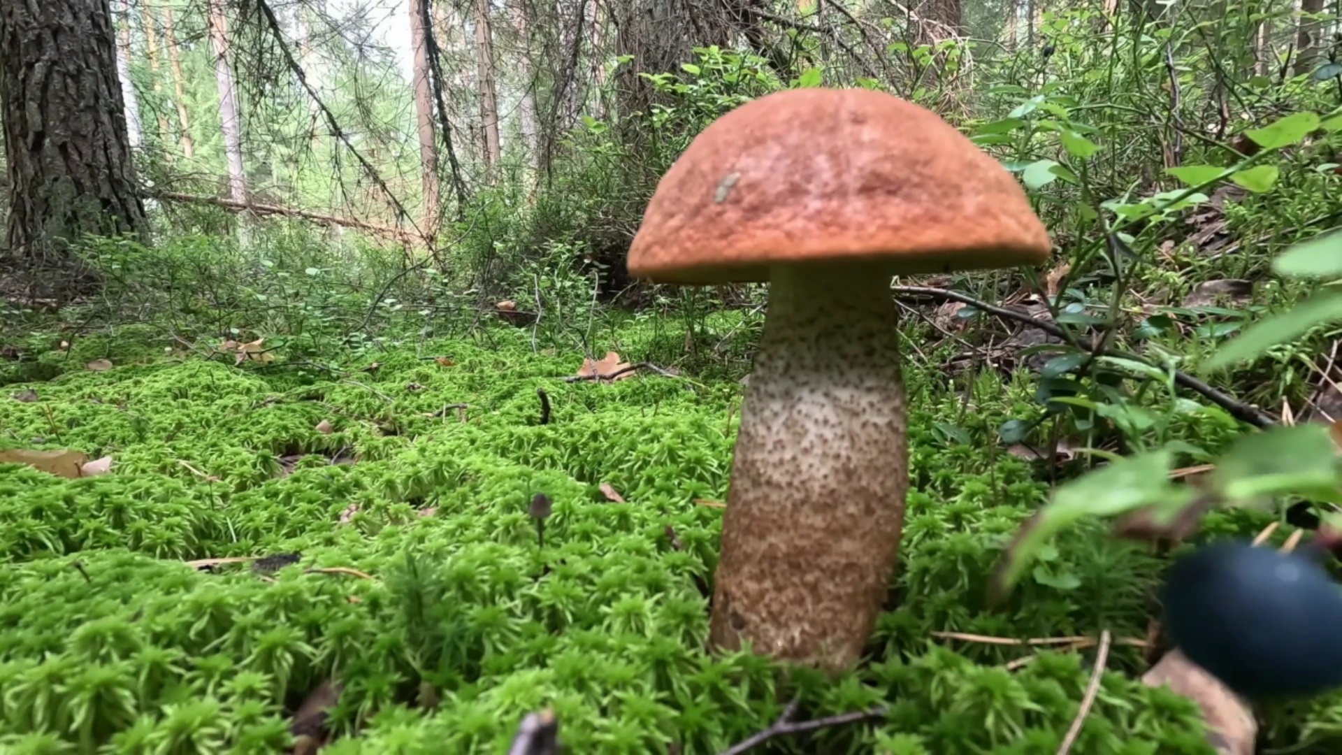Пришел в лес, а там уже ждут белые, подосиновики и  лисички