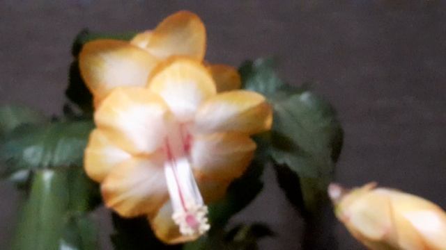 шлюмбергера SOL BRAZIL