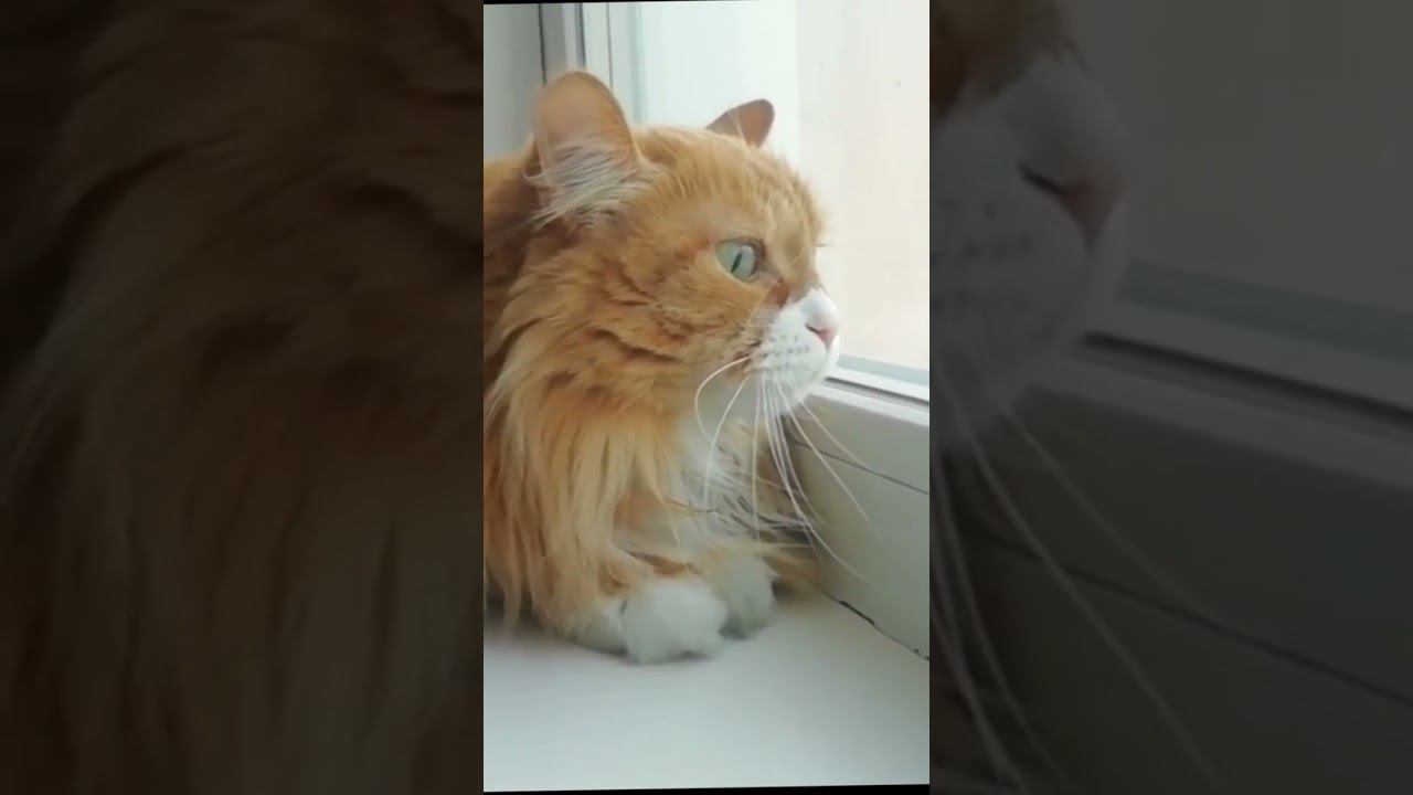 Если я открою окно, котик улетит вместе с птичками