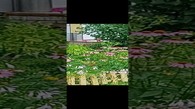 27.07.24-цветочная красота ,г.Артем.Приморский край