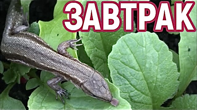 _Хозяйка_ проснулась! Весенние зарисовки!