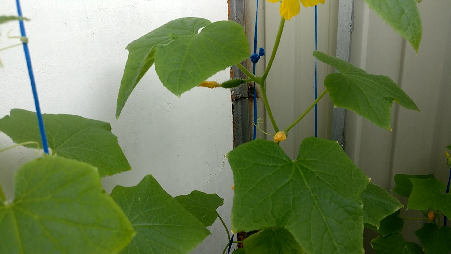 Выращивание помидоров и огурцов на балконе в 2023 году ➤ Огурцы и Помидоры ➤ Часть 4