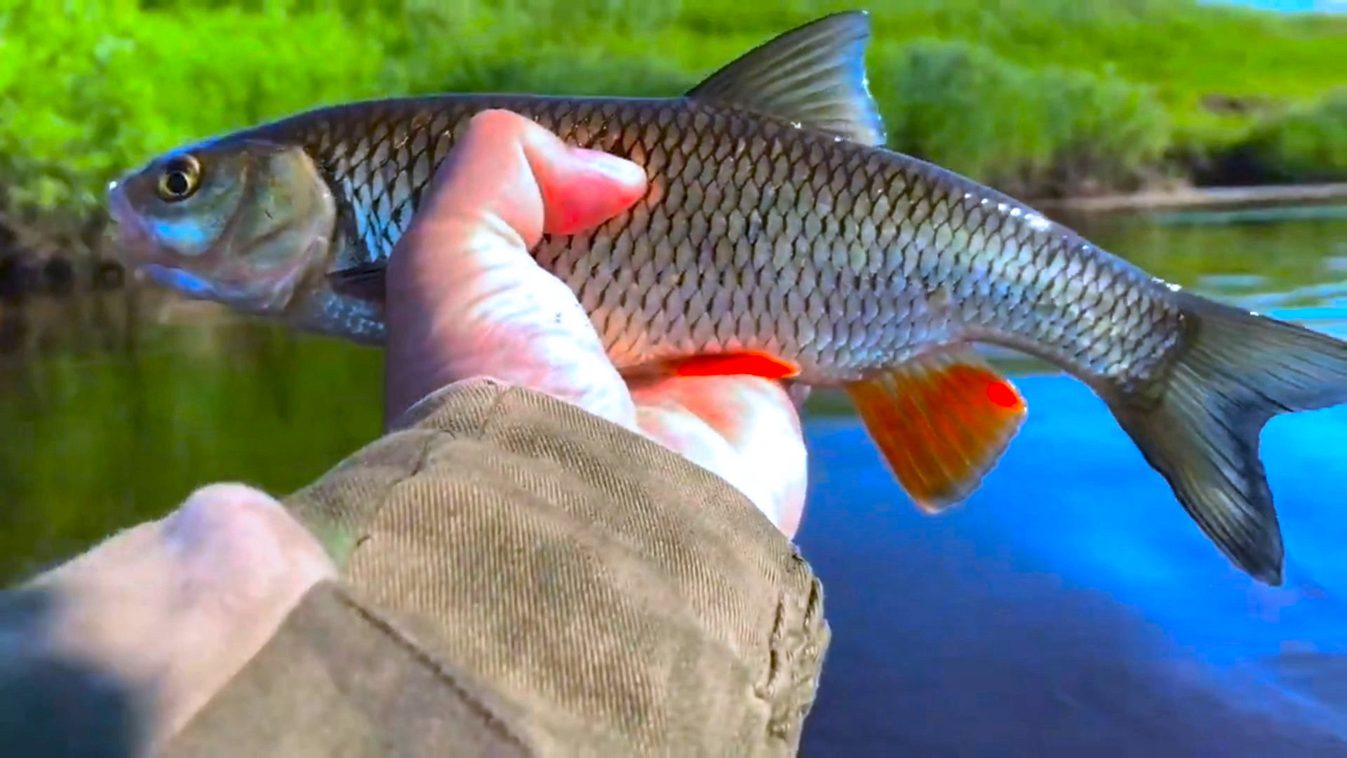 ХАРИУС & ГОЛАВЛЬ  МАХЛЫСТОВАЯ РЫБАЛКА ПОД ШУМ СТРИЖЕЙ
