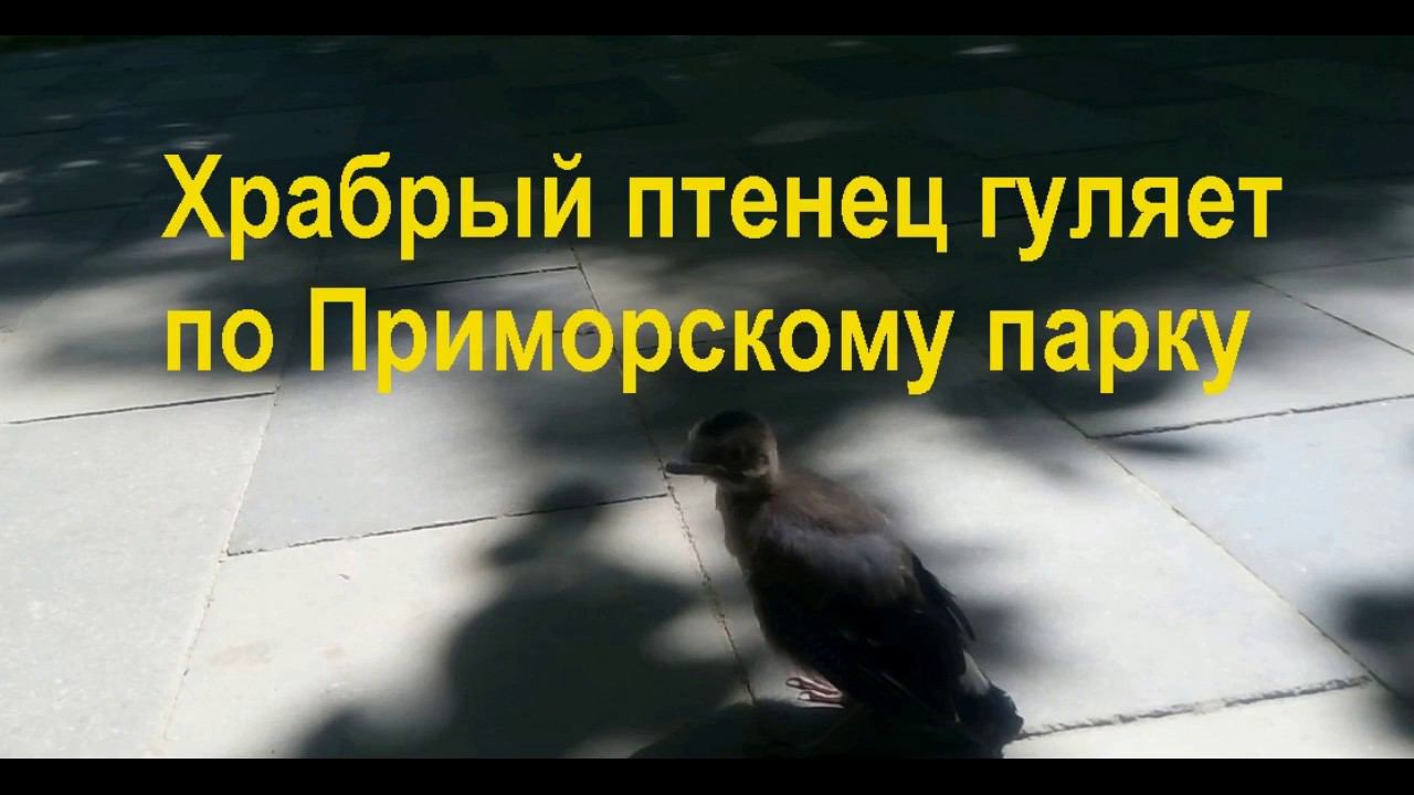 Храбрый птенец гуляет по Приморскому парку. A brave chick walks in Primorsky Park.