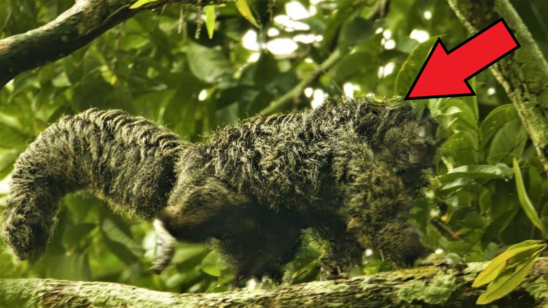 То что женщина обнаружила в джунглях, сильно удивило специалистов!.avi