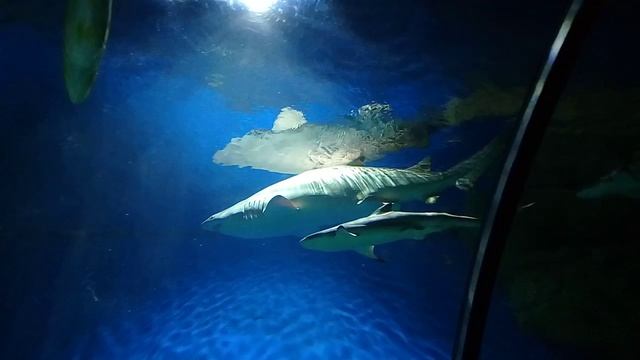 акулы в акеонариуме!!!