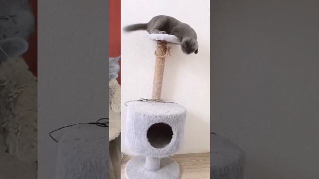 Жизнь котиков.mp4