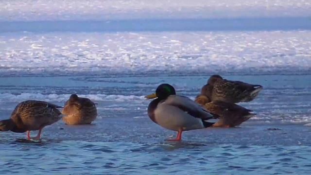 Утки кряквы зимой собрались на открытой воде речки