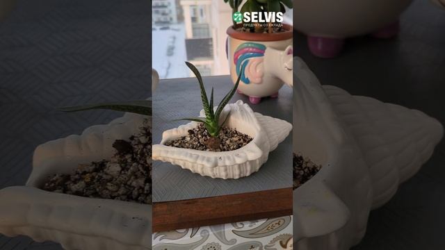 #shorts Необычные кашпо для суккулентов из подручных средств