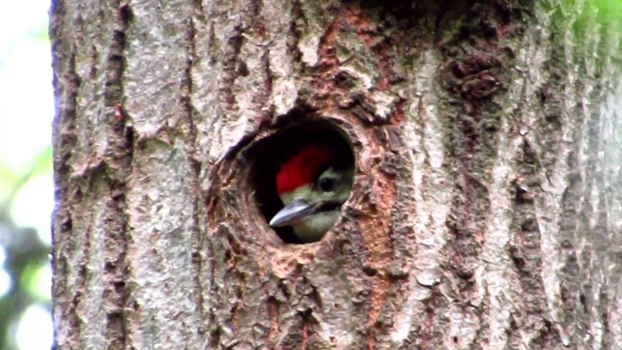 05.06.2021 Дятлы в лесу / Woodpeckers in a forest park / Pájaros carpinteros en un parque forestal