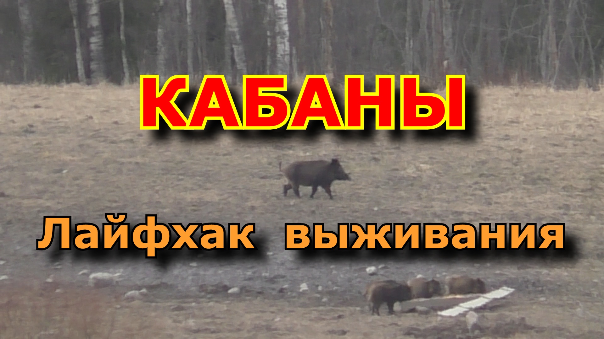 Кабаны. Лайфхак выживания