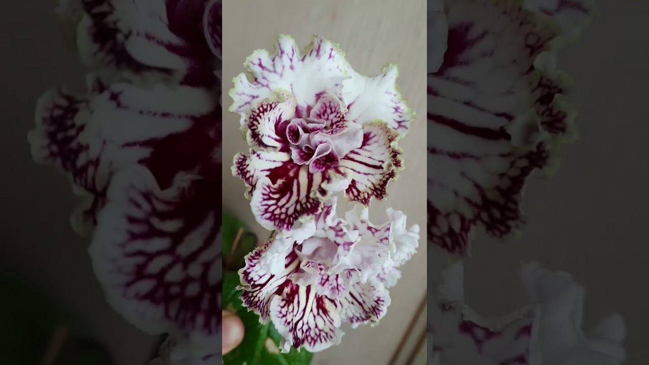 ZM-Ладо. Стрептокарпус. Новинка! #shots