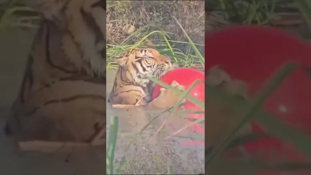 Любимая игрушка)