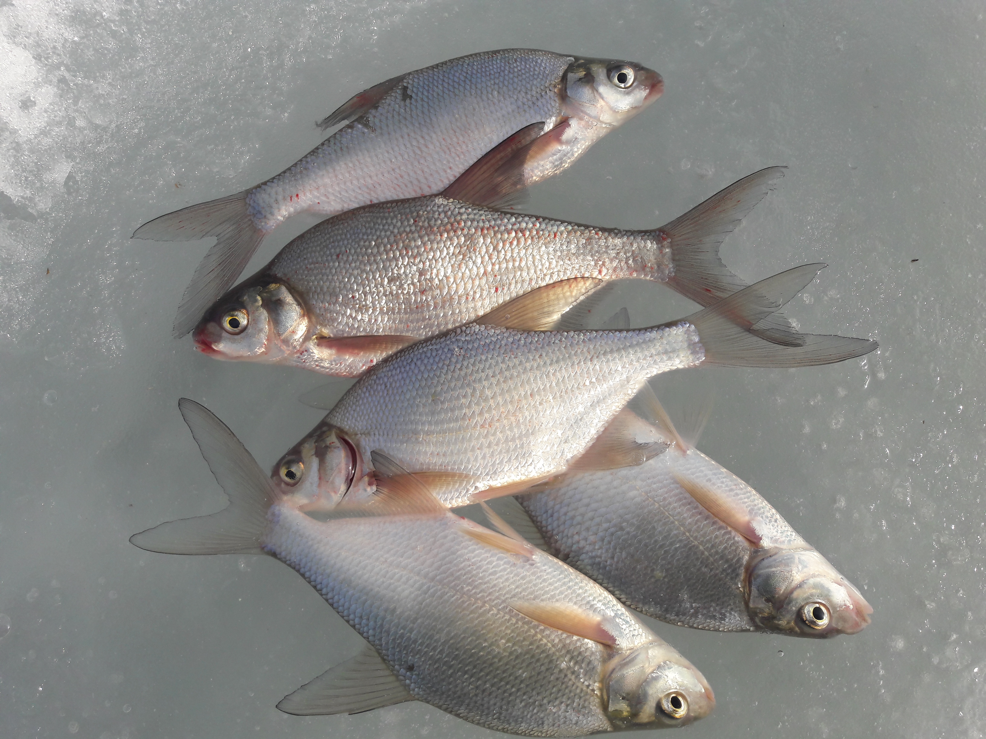 ВЫШЛИ НА ПОСЛЕДНИЙ ЛЕД И ПРОВАЛИЛИСЬ.  РЫБАЛКА В ЧЕРНОИСТОЧИНСКЕ ПОД НИЖНИМ ТАГИЛОМ.