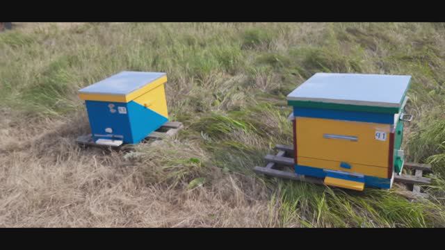 Моя пасека 2021. Нуклеус прошел испытание