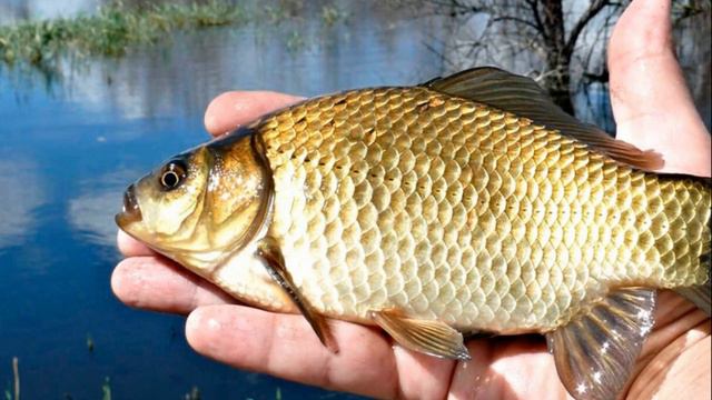🐟 СОВЕТЫ КАК ПОЙМАТЬ ЗОЛОТОГО КАРАСЯ